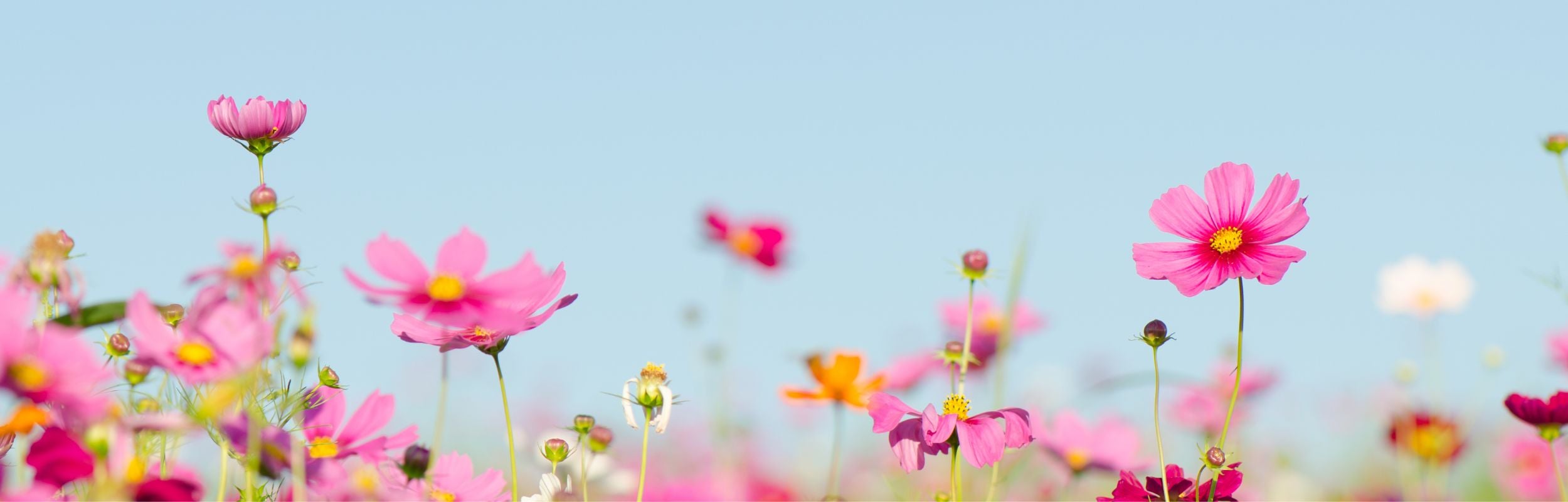 5 Essential Crystals for a Vibrant Spring Garden: Cultivate Renewal & Joy