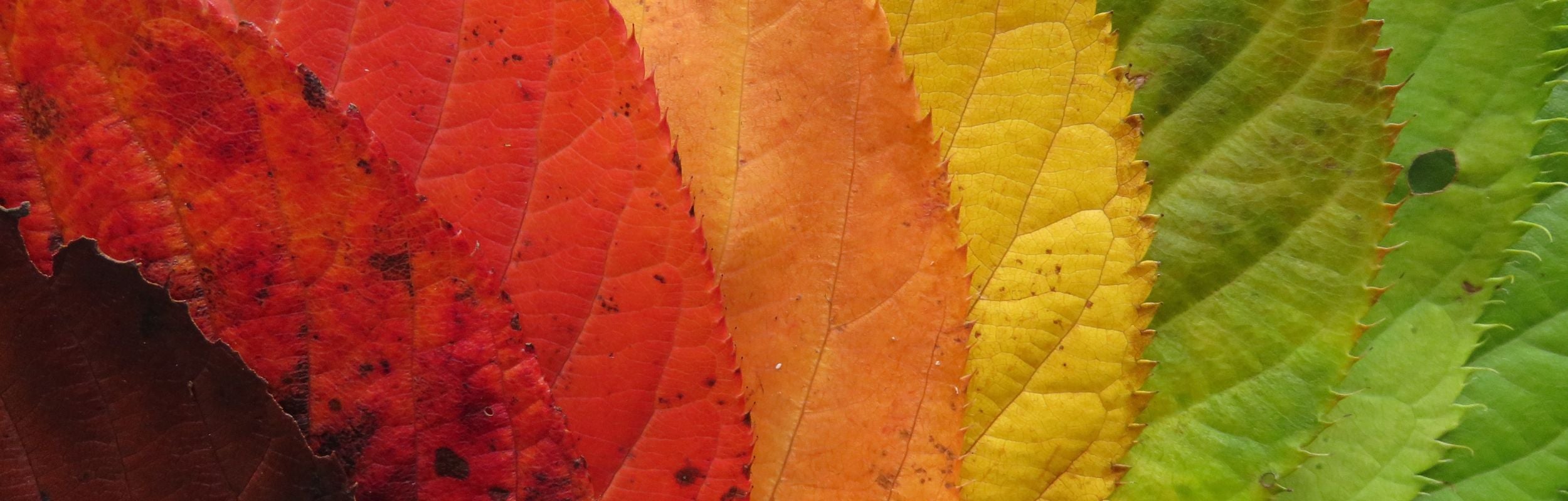 Crystal Color Trends of 2024: A Guide to Healing with Style